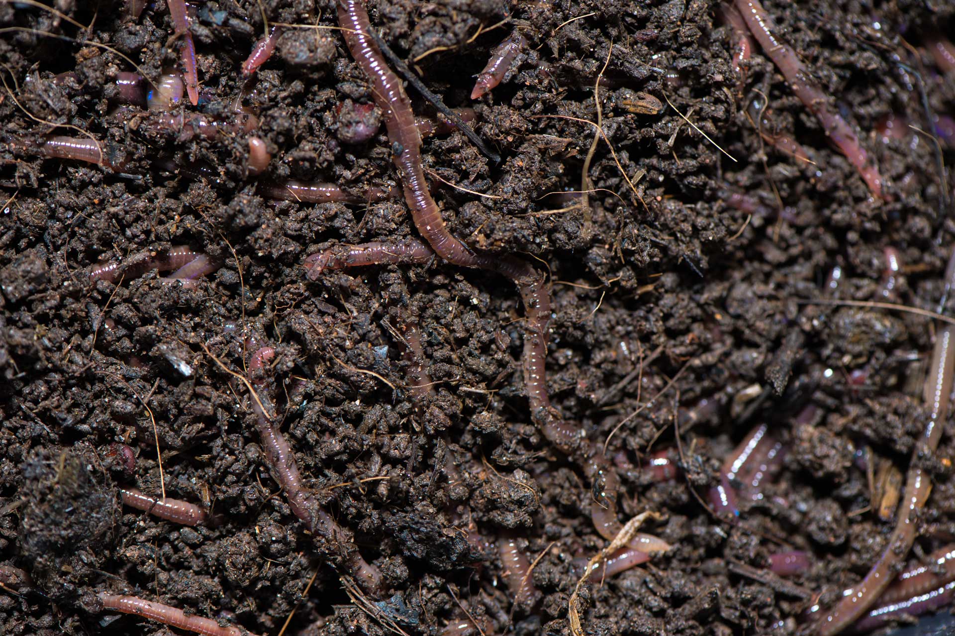 Buy Compost Worms & Worm Castings | Supplying VIC/NSW » Diggory Worms