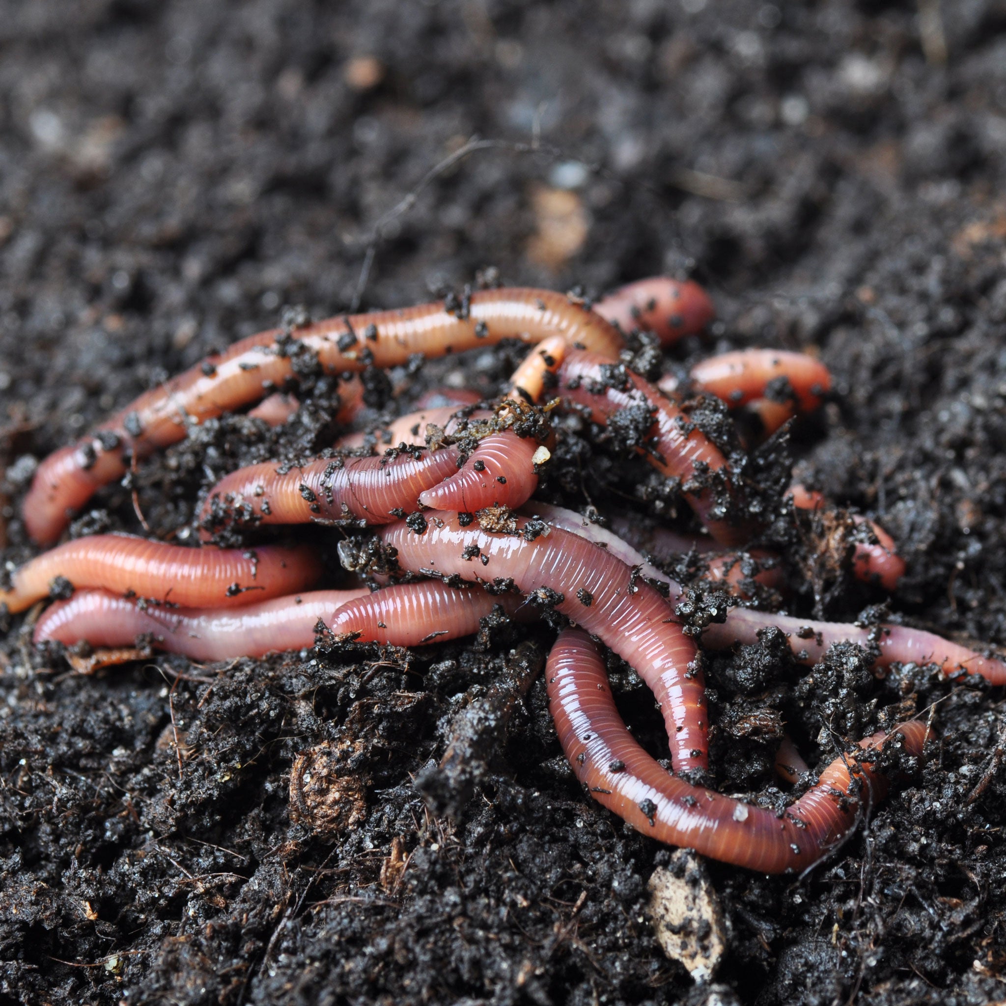 Buy Compost Worms & Worm Castings | Supplying VIC/NSW » Diggory Worms